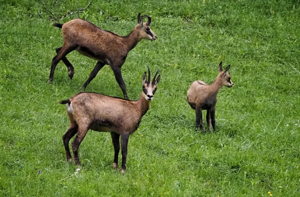 Baby Horns are Growing | HilarysView | Blipfoto