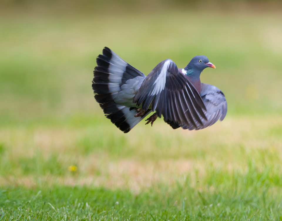 Woodpigeon | Hillyblips | Blipfoto