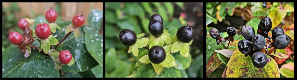 St John's Wort Berries | dollydoug | Blipfoto