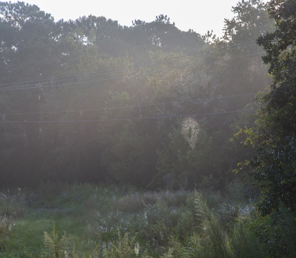 Fascinating | bugsman | Blipfoto