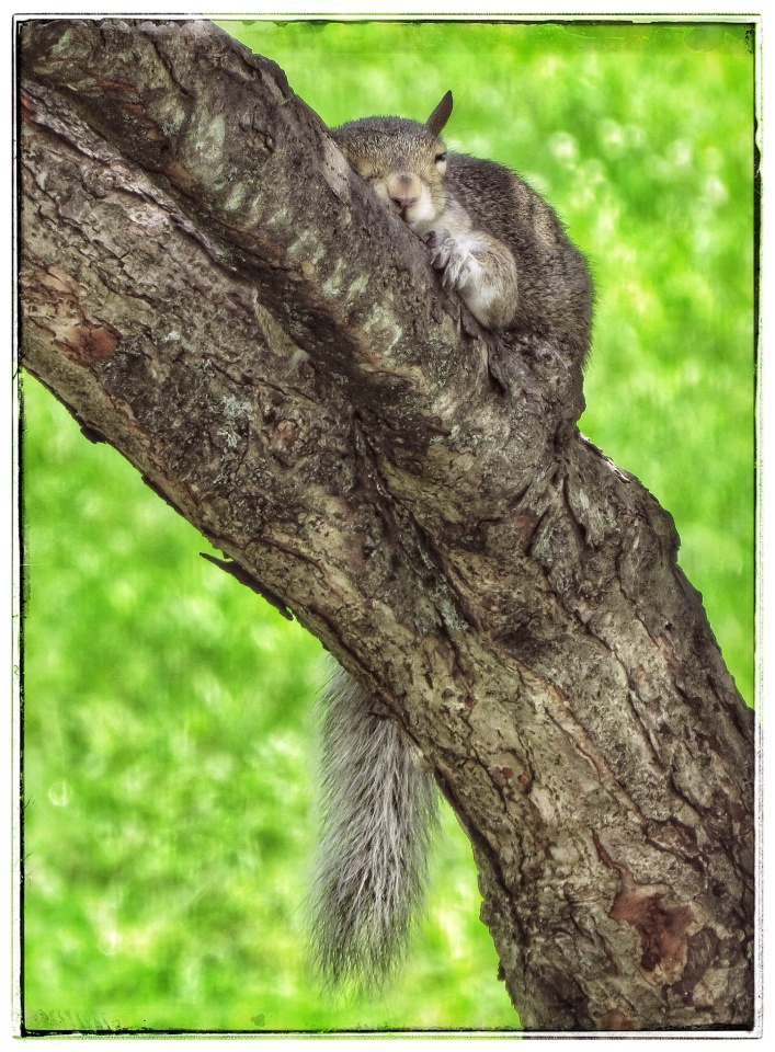 Sleepy Squirrel | Memories4Me | Blipfoto