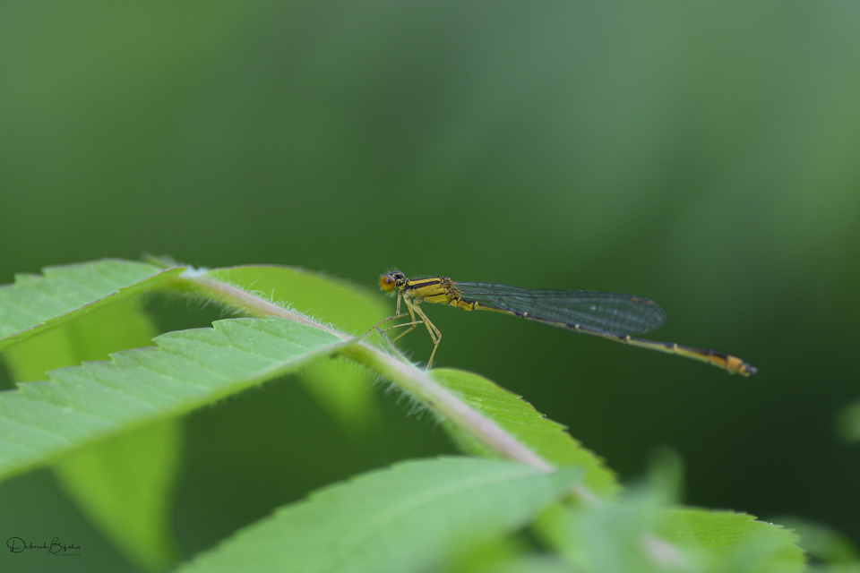 Orange | dbifulco | Blipfoto