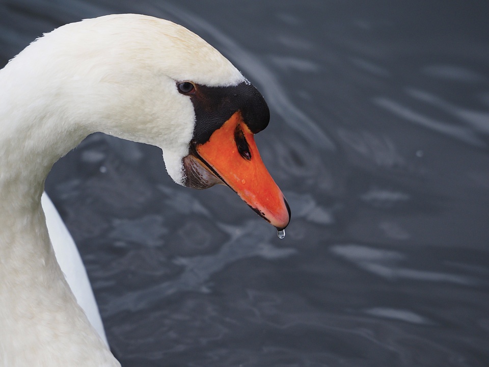 Swan | pkln | Blipfoto