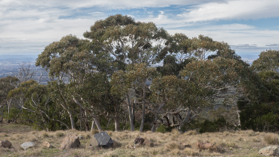 Snow Gums | isbi | Blipfoto