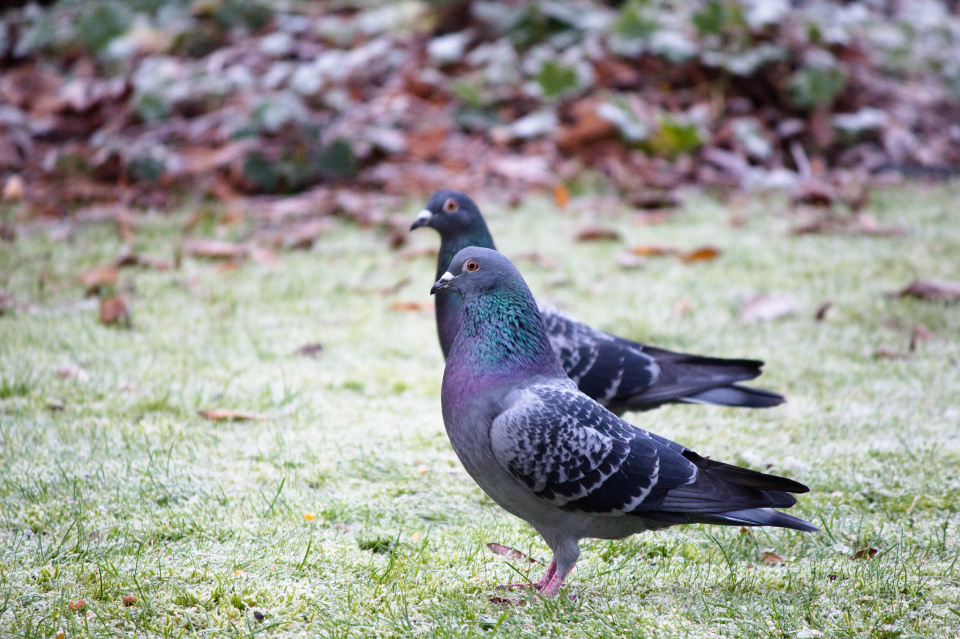 Cold pigeons | Diane2104 | Blipfoto