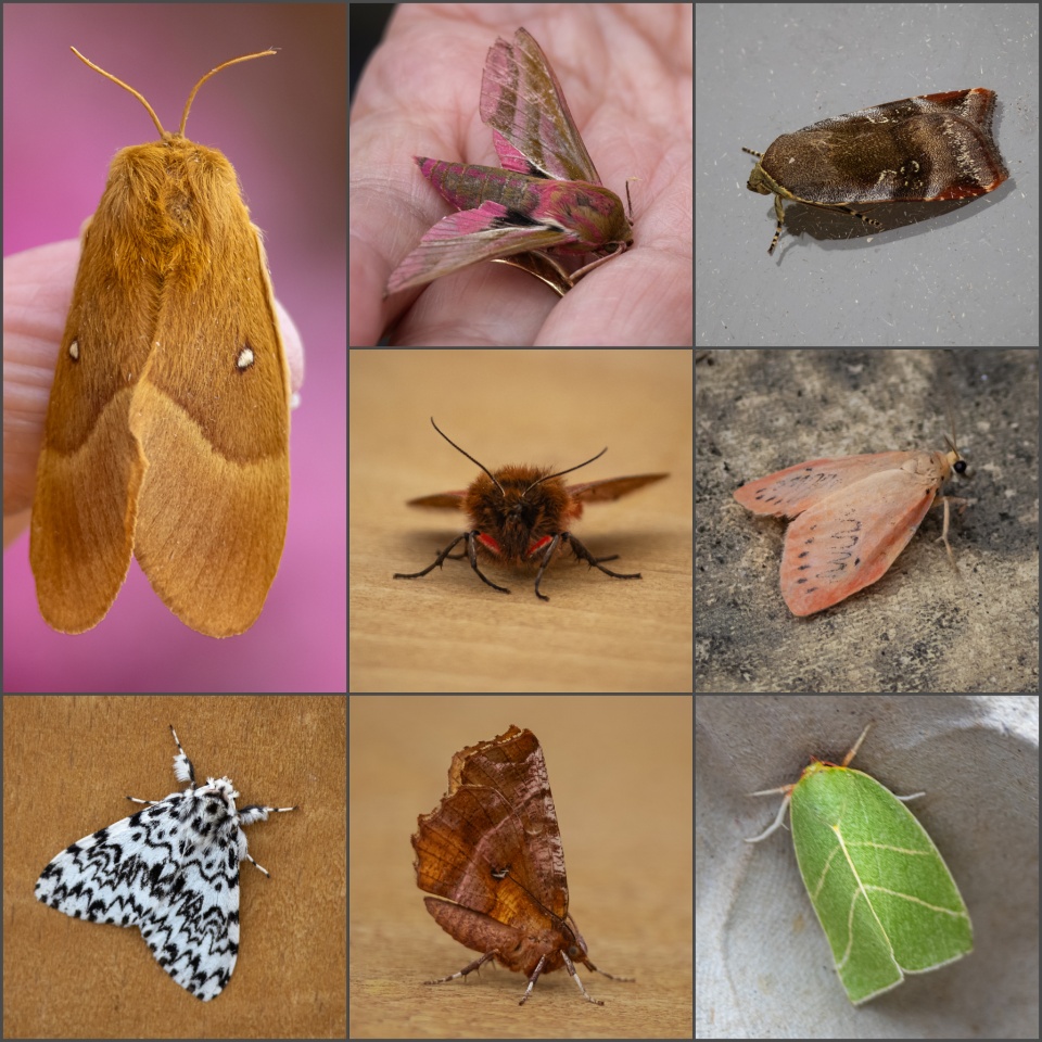 July Moths | Bom | Blipfoto