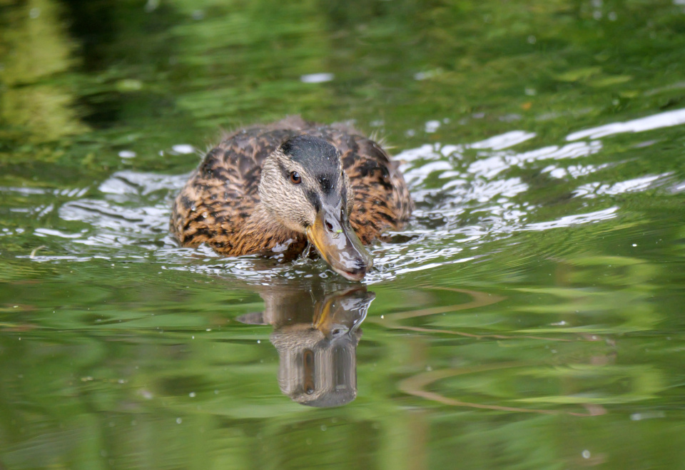 Mrs. Mallard | NatureWatcher | Blipfoto