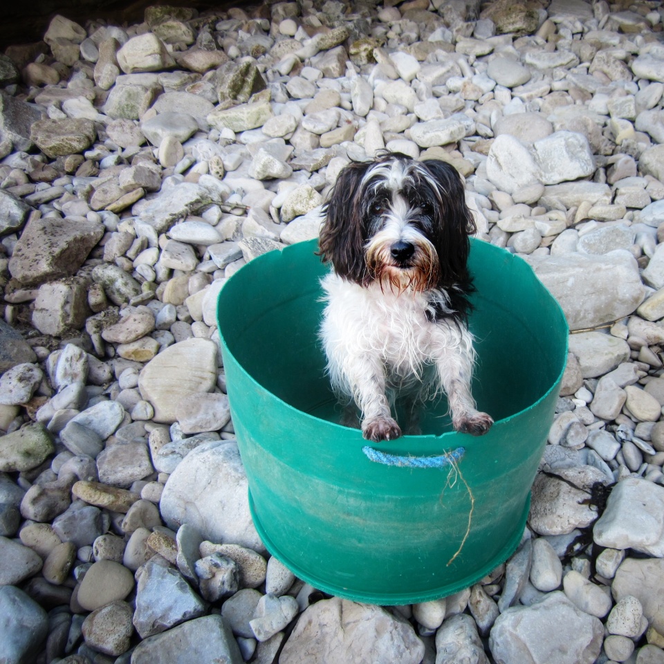 Bongo Dog Doo-Dah | Radish | Blipfoto