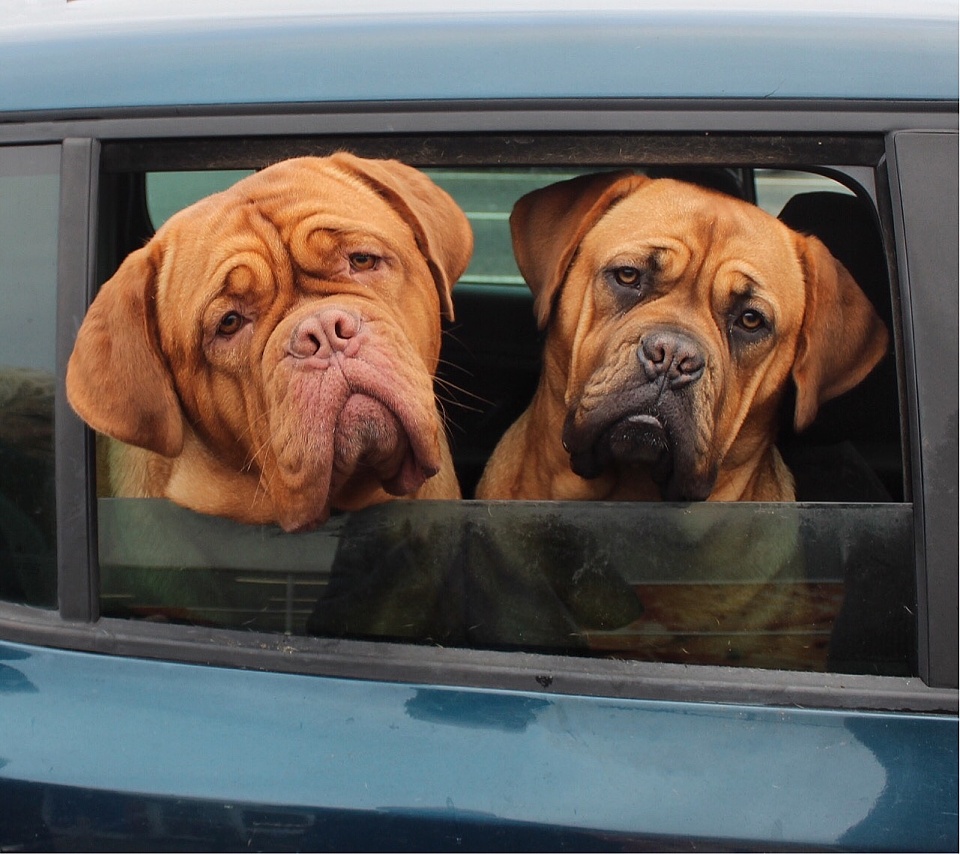 Dog duo! | Charlie17 | Blipfoto