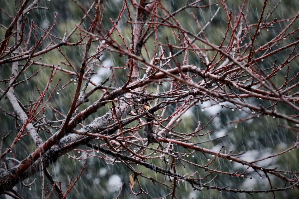 rain mixed with snow | stillandknow | Blipfoto