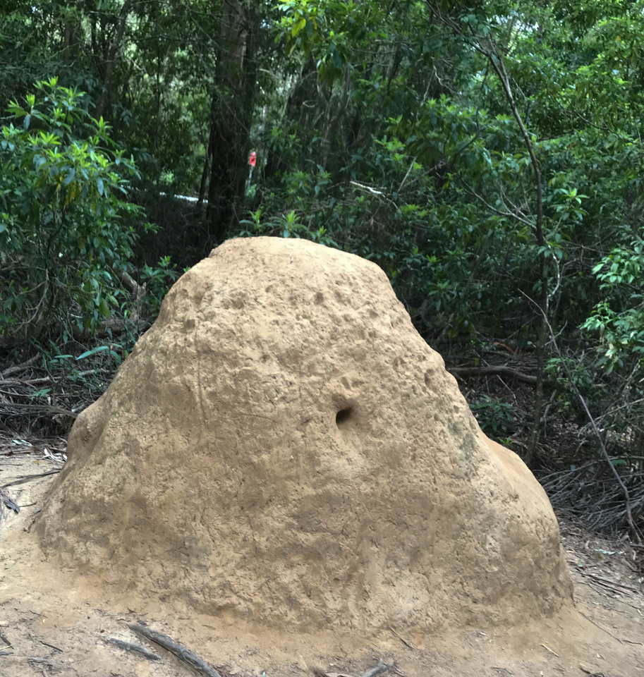 Mini termite mound | Burradoo | Blipfoto