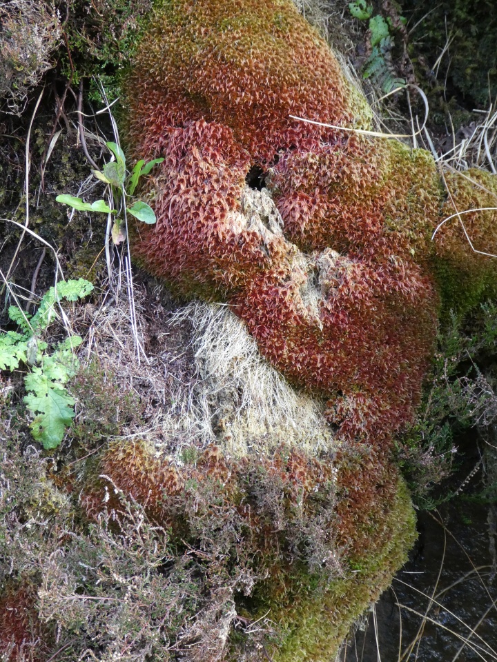 A mossy moot | woodleywise | Blipfoto