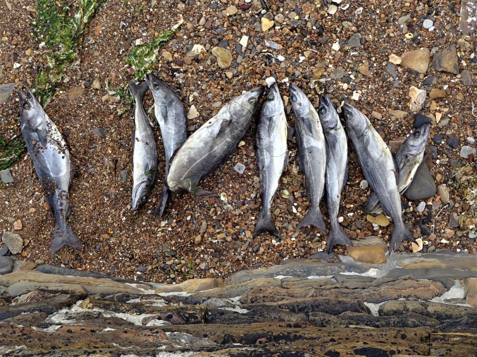 Discarded fish | EllyJay | Blipfoto