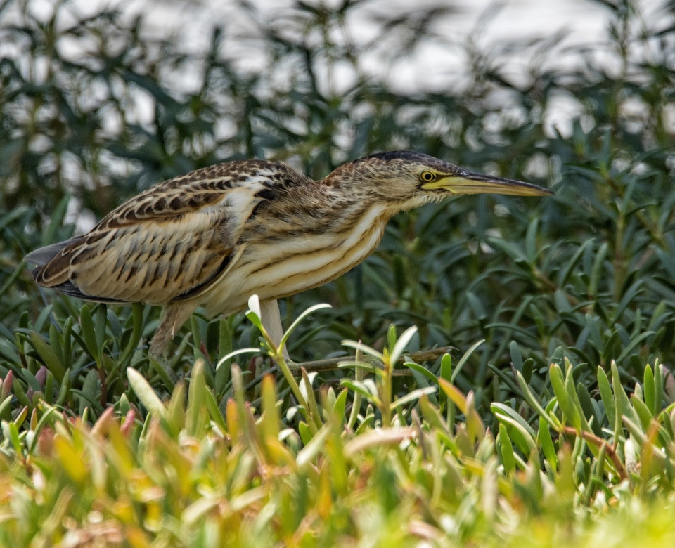 Little Bittern(juvenile) | HilaryinOman | Blipfoto