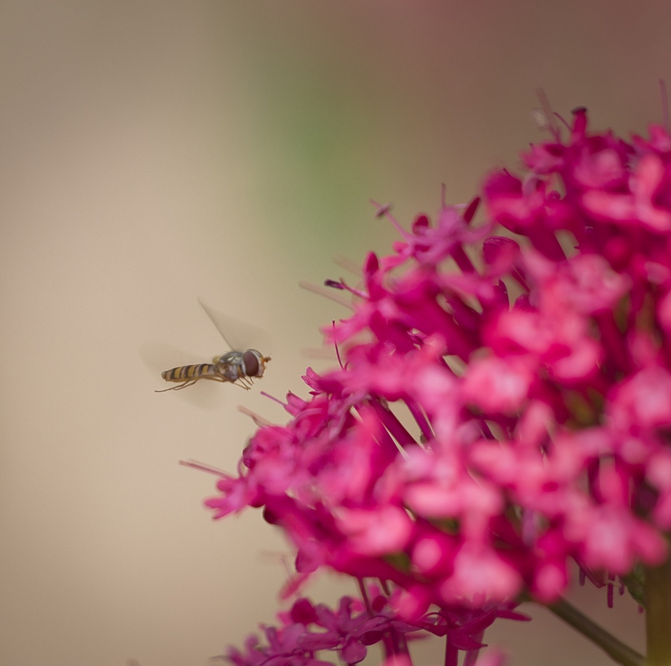 Hoverfly | Shuji | Blipfoto