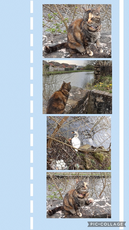 The Tabby cat and Swan with nine Swan eggs. | Grace55 | Blipfoto