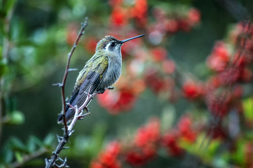 Berry Cute Hummingbird | laurie54 | Blipfoto
