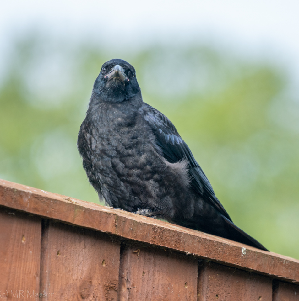 Juvenile rook | DarkEyedMary | Blipfoto