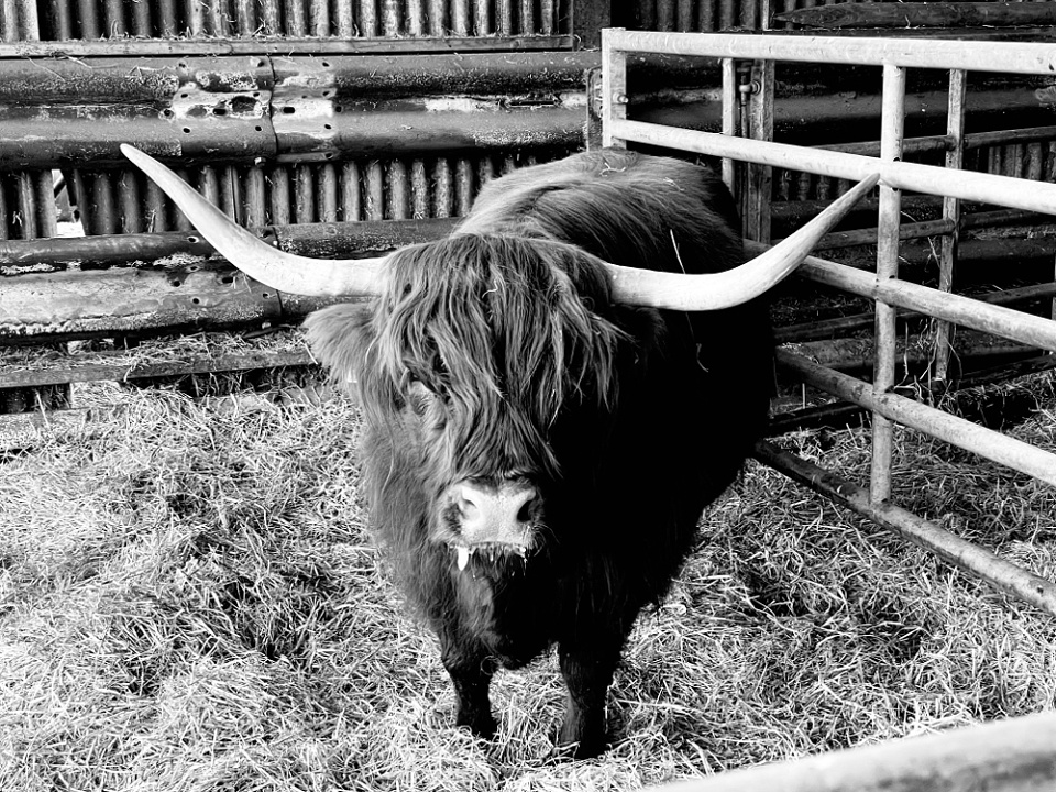 Short but strong and hardy. | Andrew44 | Blipfoto
