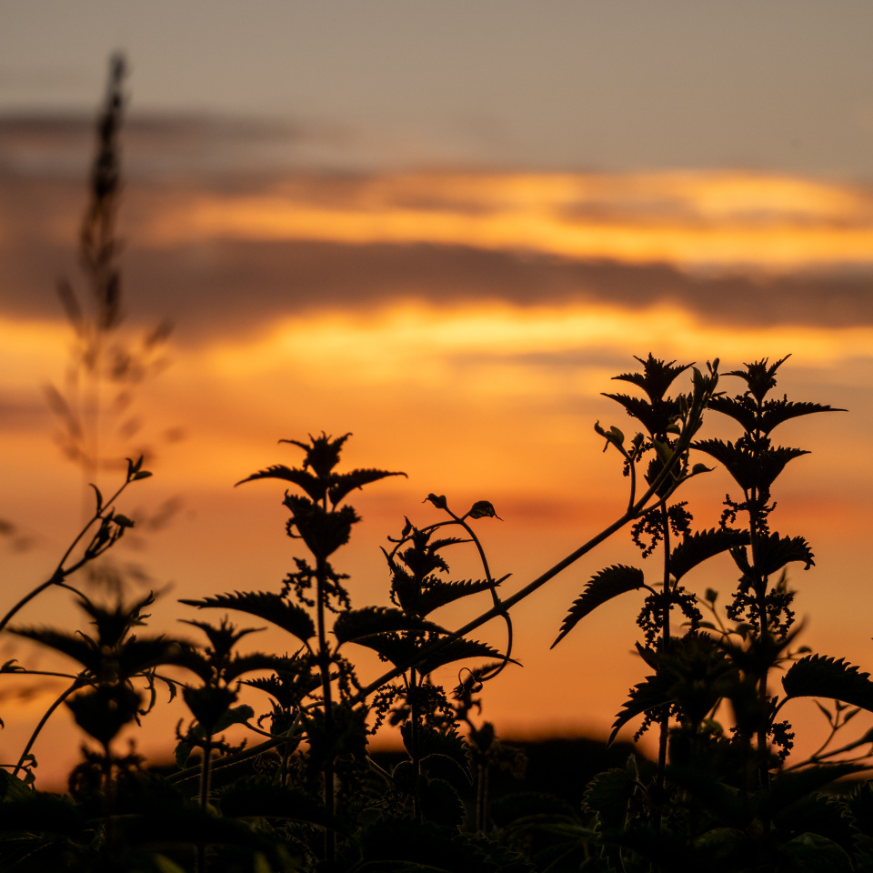 Nettles | AH14 | Blipfoto