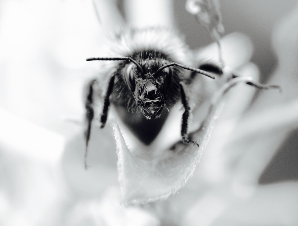 Scary faced bee | spishy | Blipfoto