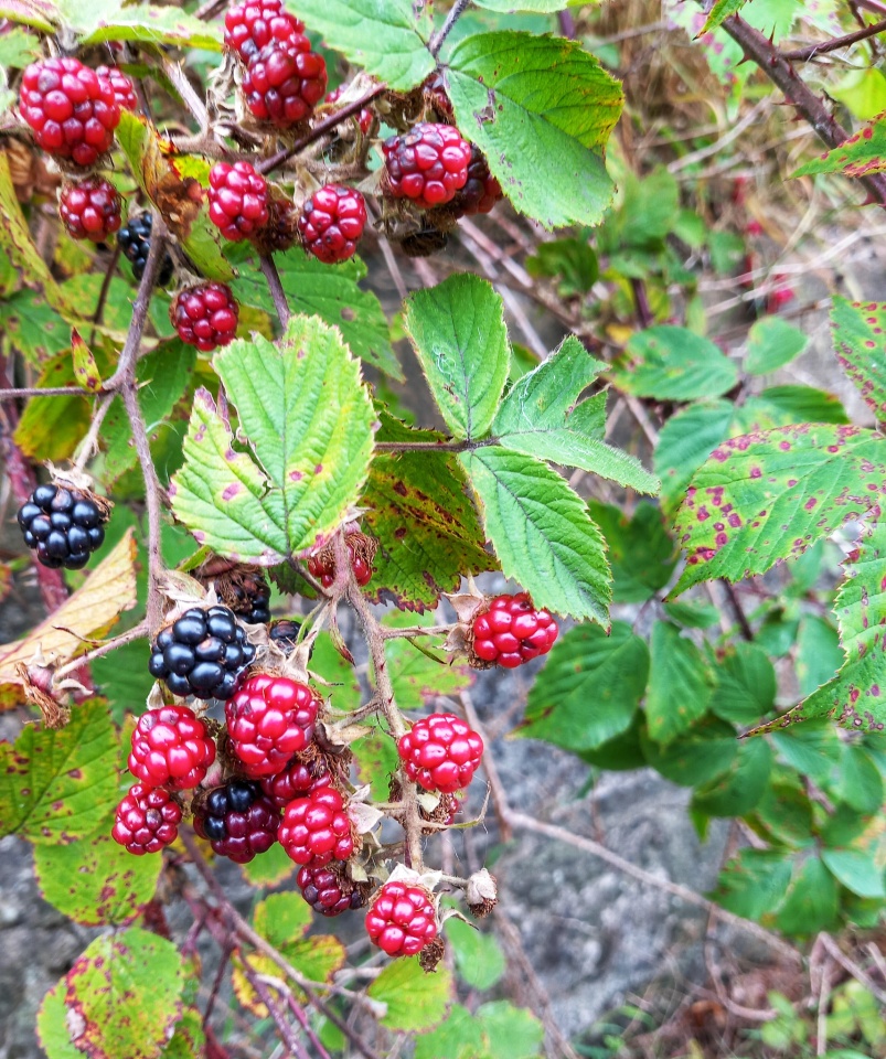 Wild Brambles | Freuchie | Blipfoto