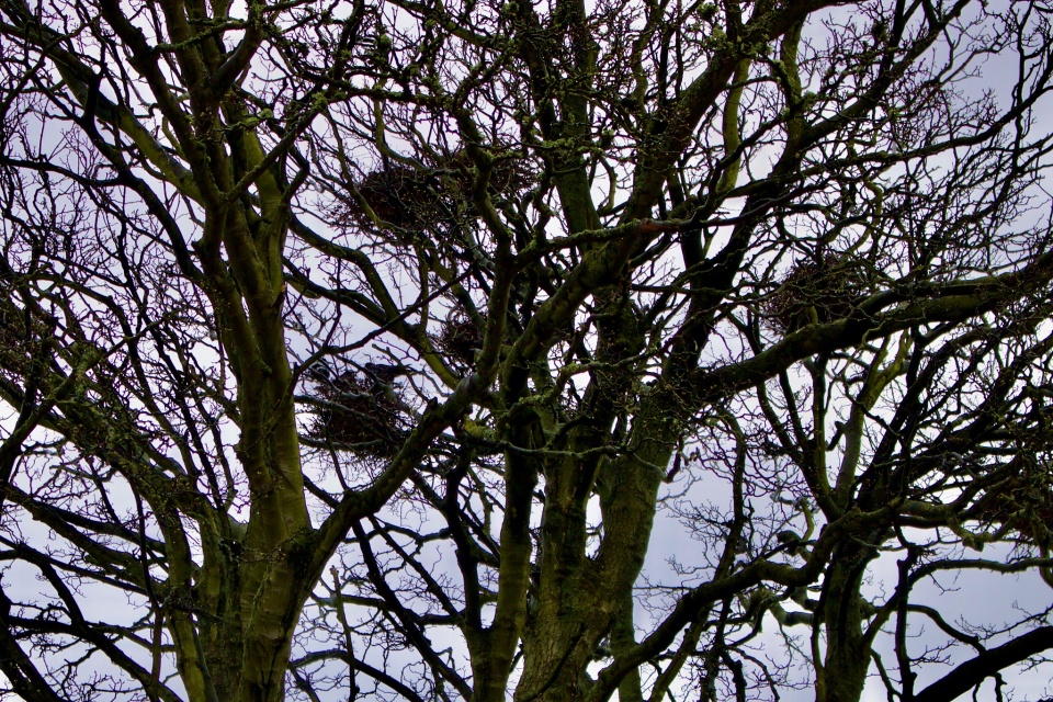 Lots of nests | Jaybay | Blipfoto