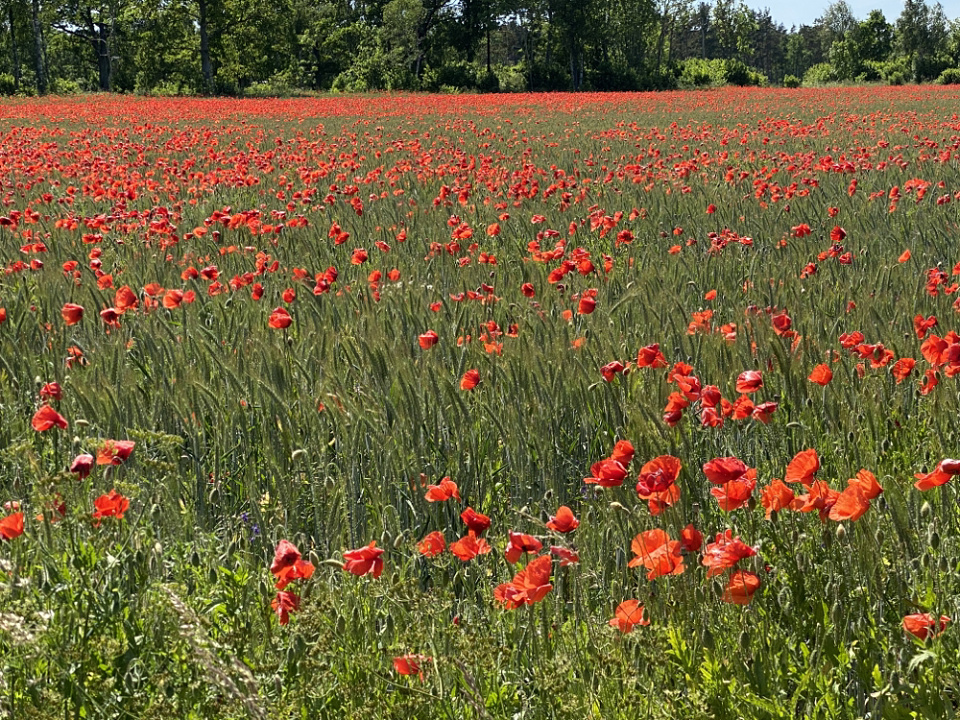 Poppy | annhof | Blipfoto