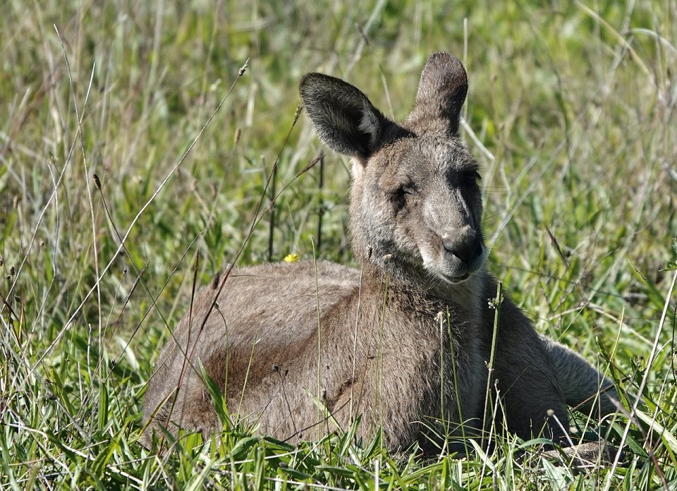 Roo at rest | BanksiaMan | Blipfoto