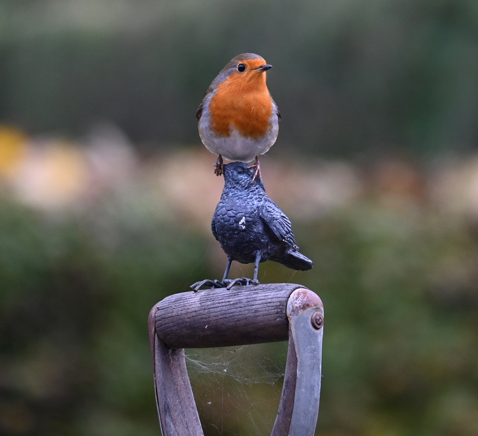 The little Robin seems to... | chrisA | Blipfoto