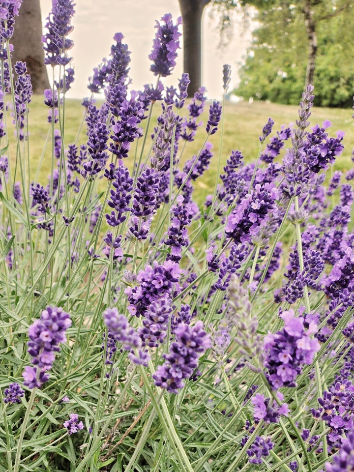 A bit more purple | BikerBabe | Blipfoto