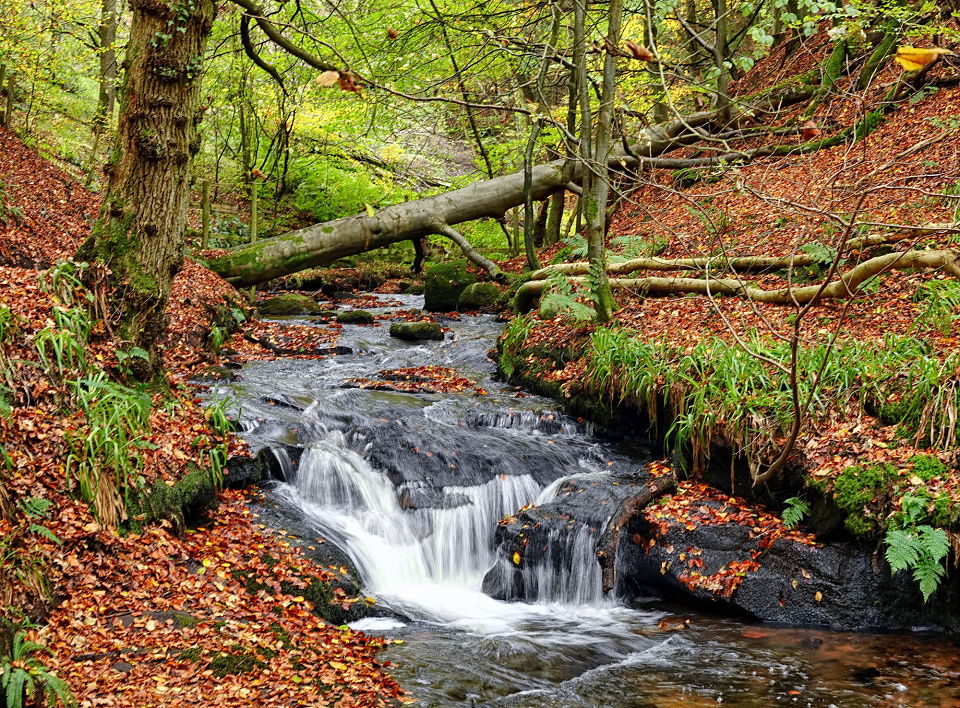 Had a walk in Gelt Wood a... | marpaul | Blipfoto