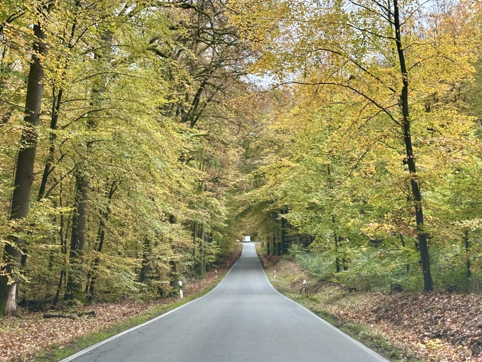 Beech Tunnel | Munni | Blipfoto