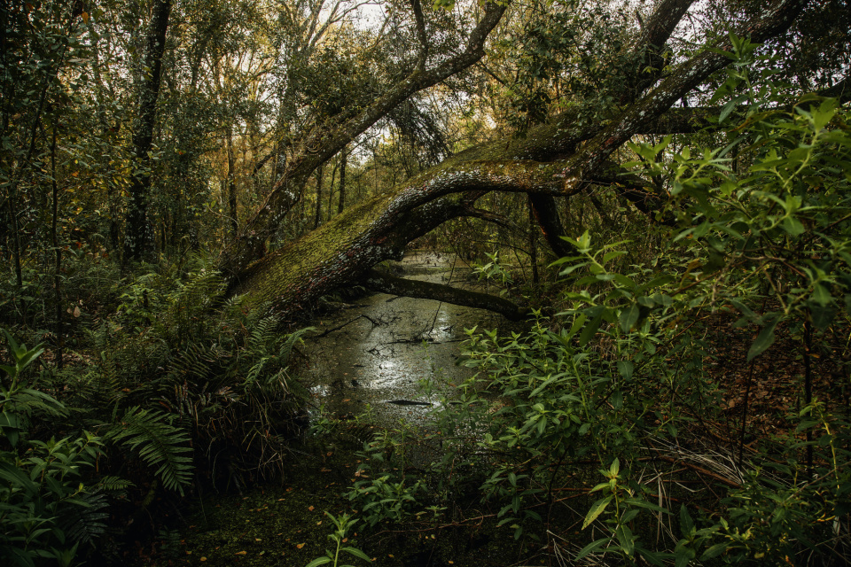A Walk In The Woods | bugsman | Blipfoto