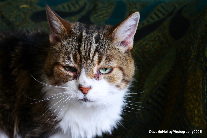 Portrait | ThingsBeautiful | Blipfoto