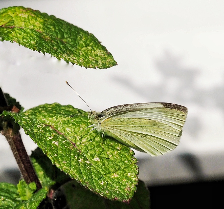 Small White Butterfly | Crispin25 | Blipfoto