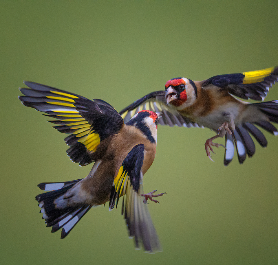 Shenanigans | Hillyblips | Blipfoto