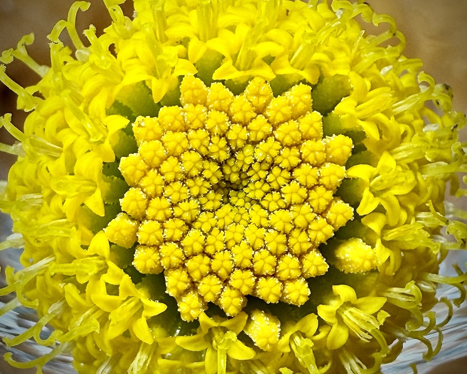 'Fractals in Gold' | Chris_P | Blipfoto