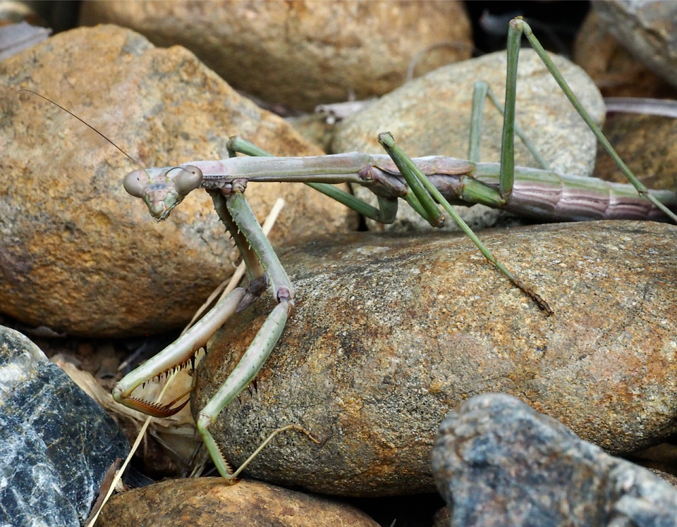 Rocky | BanksiaMan | Blipfoto