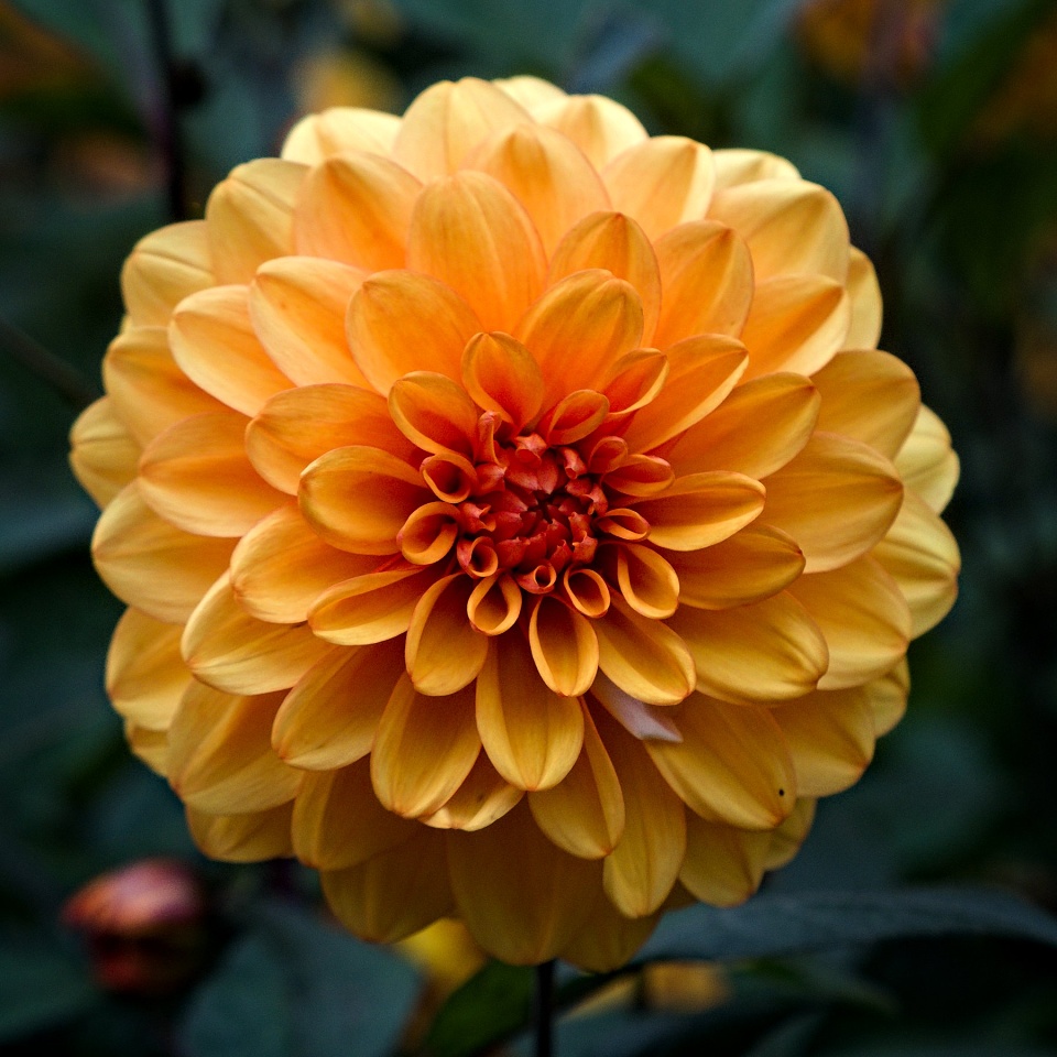 Hinton Ampner flower | ajt | Blipfoto