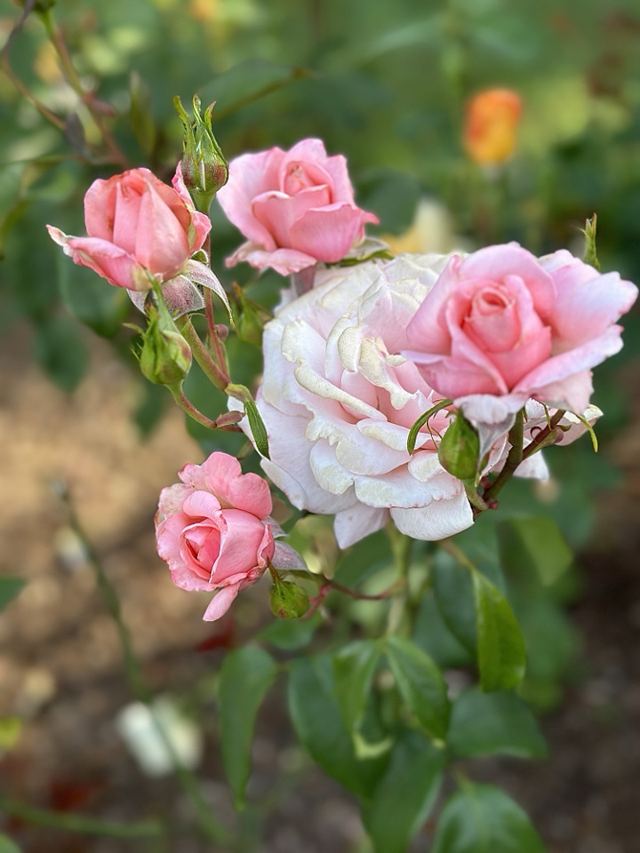 City of Roses | seniormoments | Blipfoto