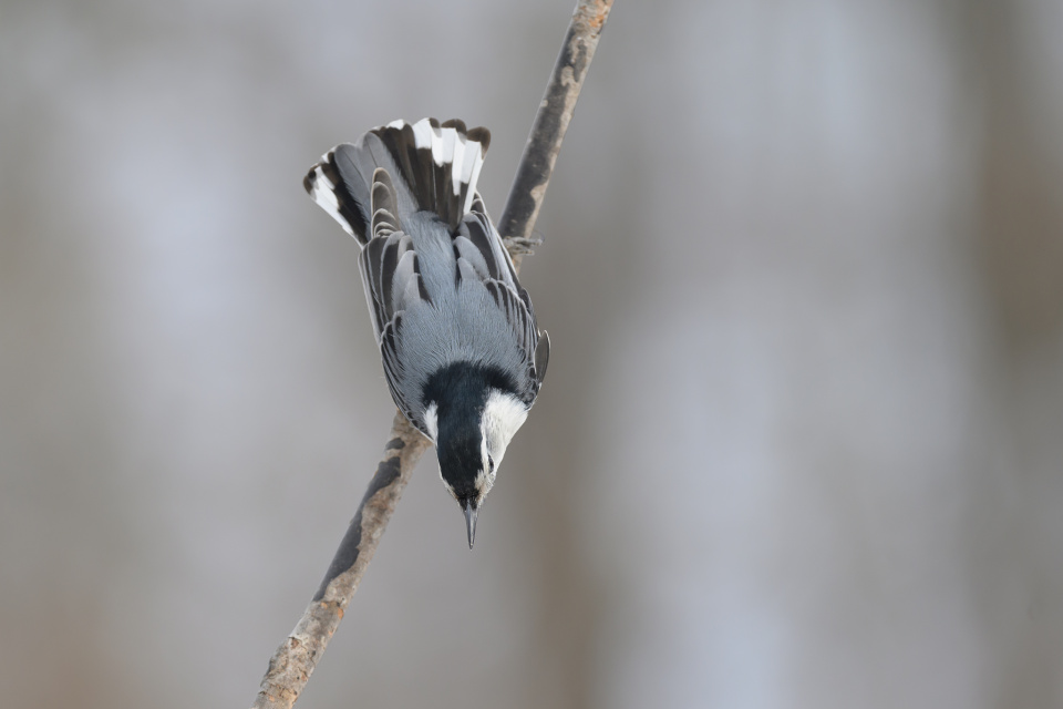 Classic | dbifulco | Blipfoto