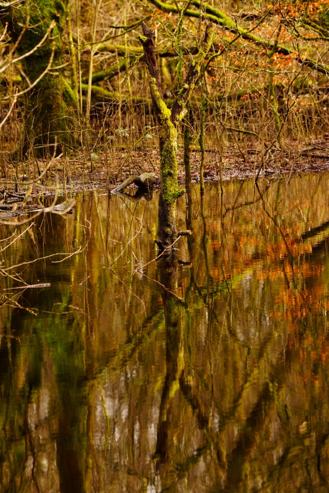 Reflection | BernardB | Blipfoto