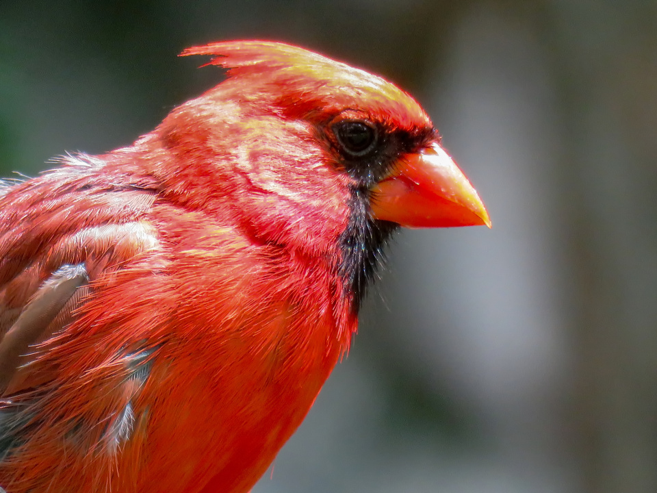 Cardinal in the sun | KevinV | Blipfoto