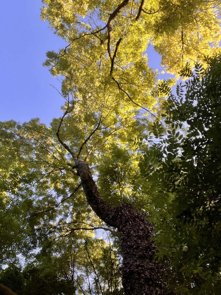 Looking up. | Cherryflapjack | Blipfoto