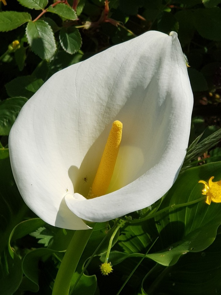 Calla lily | sharon_mckelvey | Blipfoto