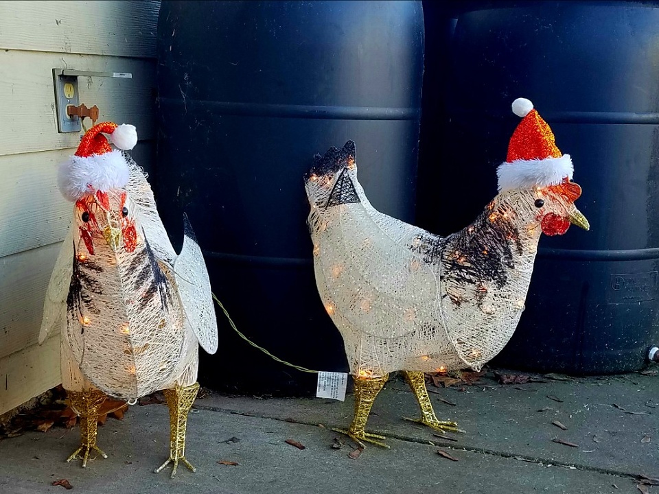 Festive Chickens | RonaldBerry | Blipfoto