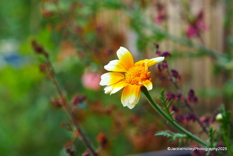 Crown Daisy | ThingsBeautiful | Blipfoto