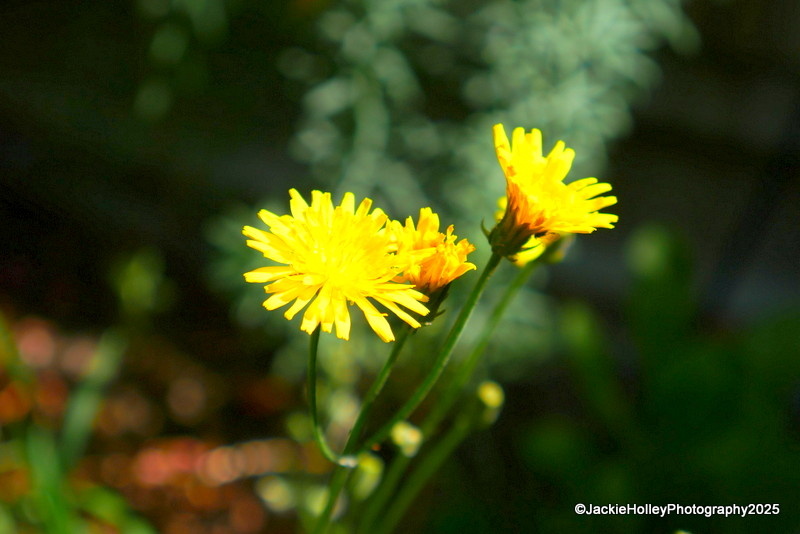 Hawkweed | ThingsBeautiful | Blipfoto