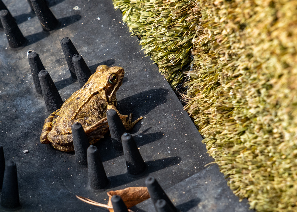 Frog Friday! This morning,... | Judith | Blipfoto